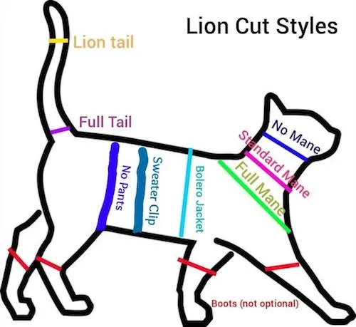 Mobile Cat Grooming Services - Mobile Cat Spa